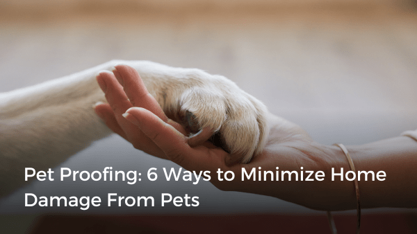 Pet Proofing: 6 Ways to Minimize Home Damage From Pets | Zoocasa Blog