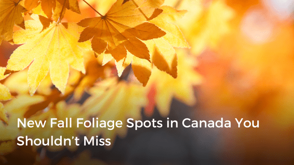 New Fall Foliage Spots in Canada You Shouldn’t Miss | Zoocasa Blog