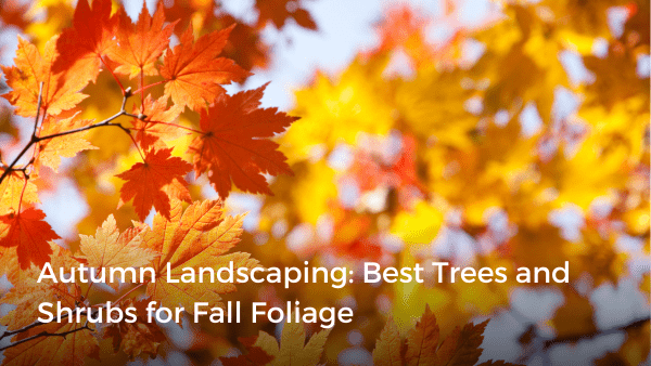 The Best Trees and Shrubs for Fall Foliage in Canada