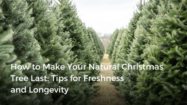 How to Make Your Natural Christmas Tree Last
