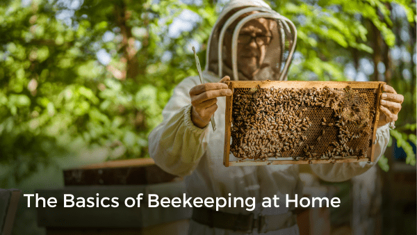 How to Start Beekeeping at Home