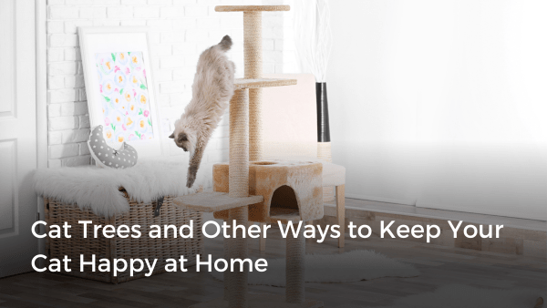Cat Trees and Other Ways to Keep Your Cat Happy at Home | Zoocasa Blog
