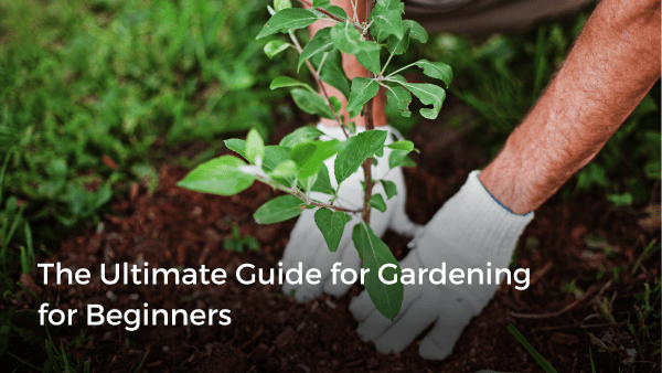 The Ultimate Guide for Gardening for Beginners | Zoocasa Blog