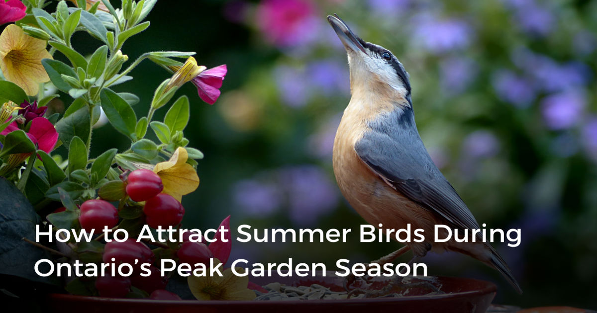 How to Attract Summer Birds During Ontario’s Garden Season