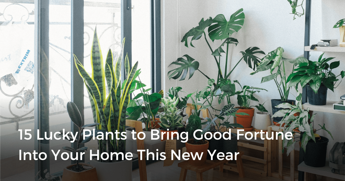 15 Luckiest Plants To Have In Your Home This New Year